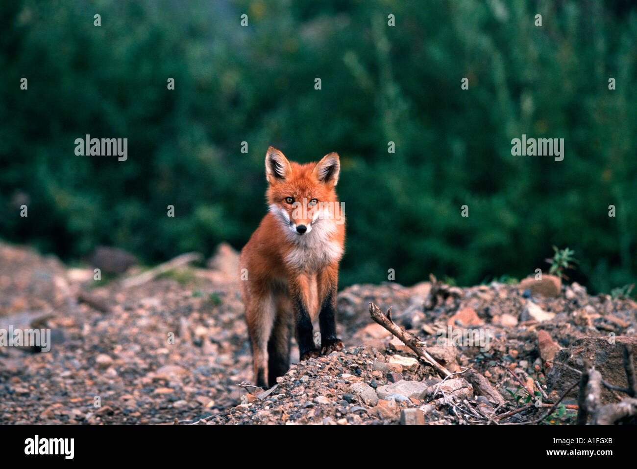 Red fox smart animal photo hi-res stock photography and images - Alamy