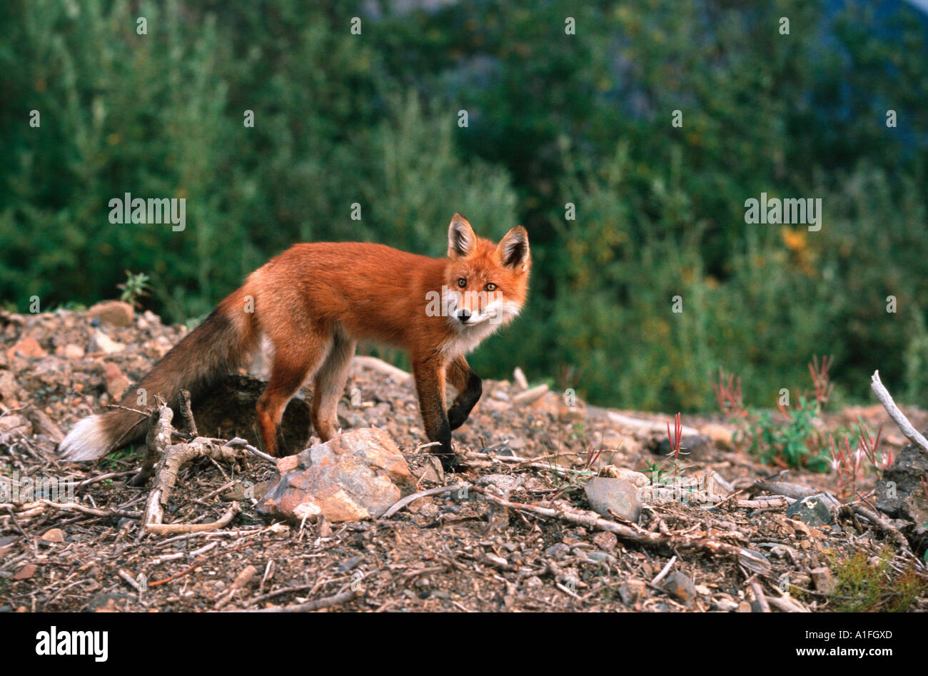 Red fox in denali hi-res stock photography and images - Alamy