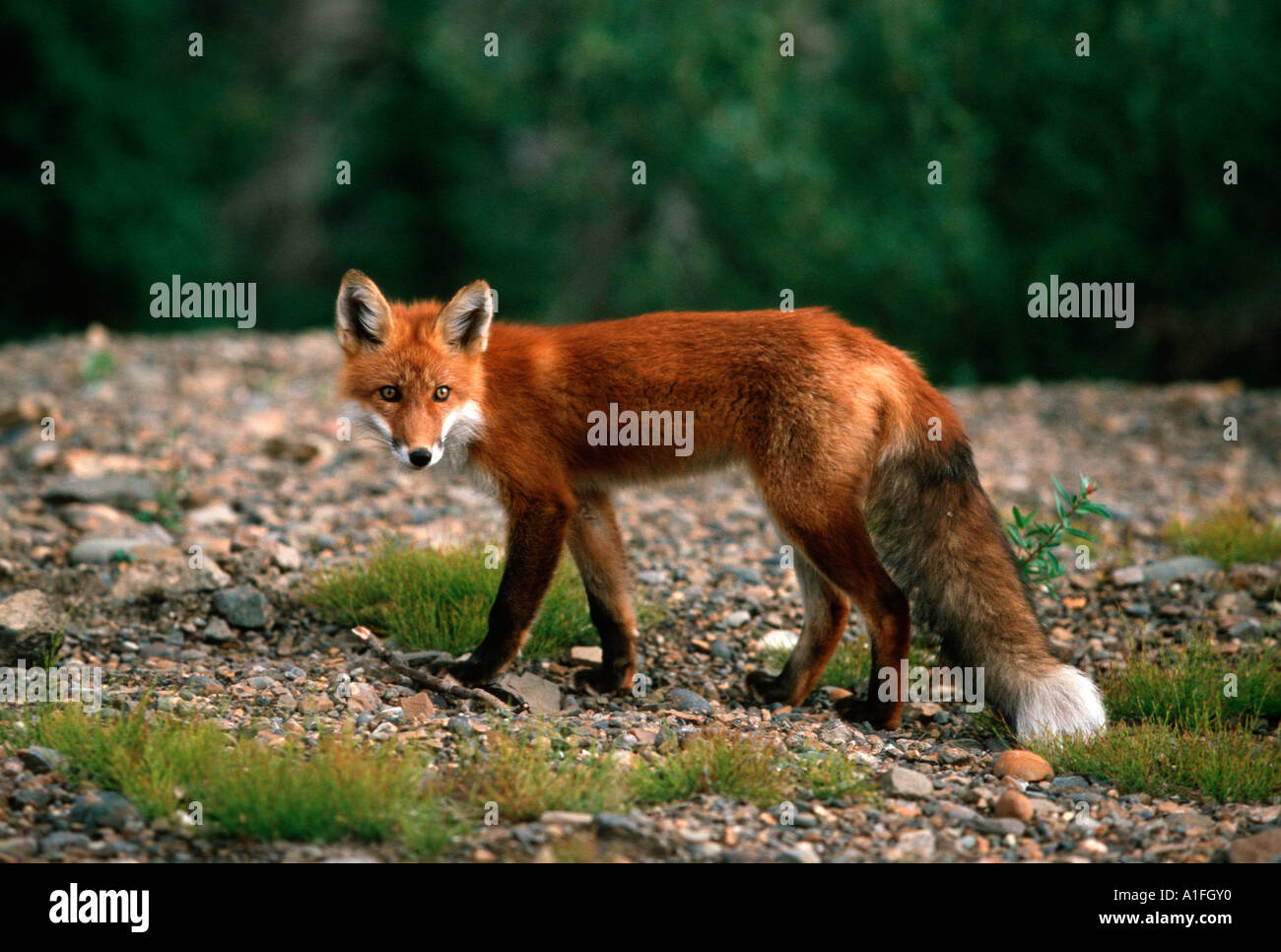 Red fox smart animal photo hi-res stock photography and images - Alamy