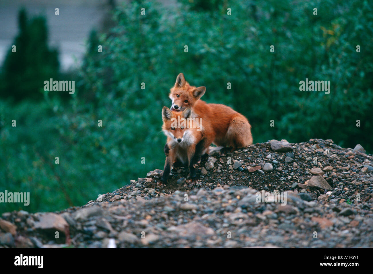 Red Fox in Denali National Park Stock Photo - Alamy