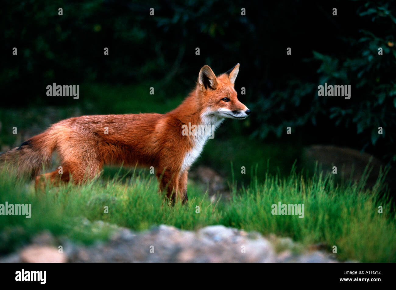 Red fox smart animal photo hi-res stock photography and images - Alamy