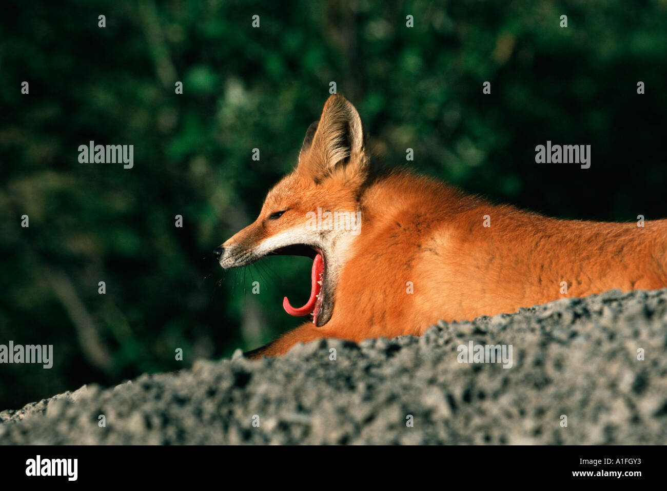 Red fox smart animal photo hi-res stock photography and images - Alamy