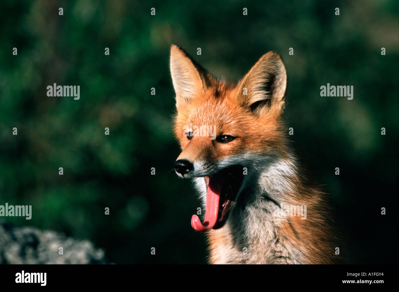 Red fox smart animal photo hi-res stock photography and images - Alamy