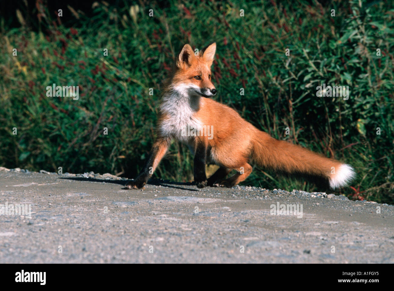 Red fox smart animal photo hi-res stock photography and images - Alamy