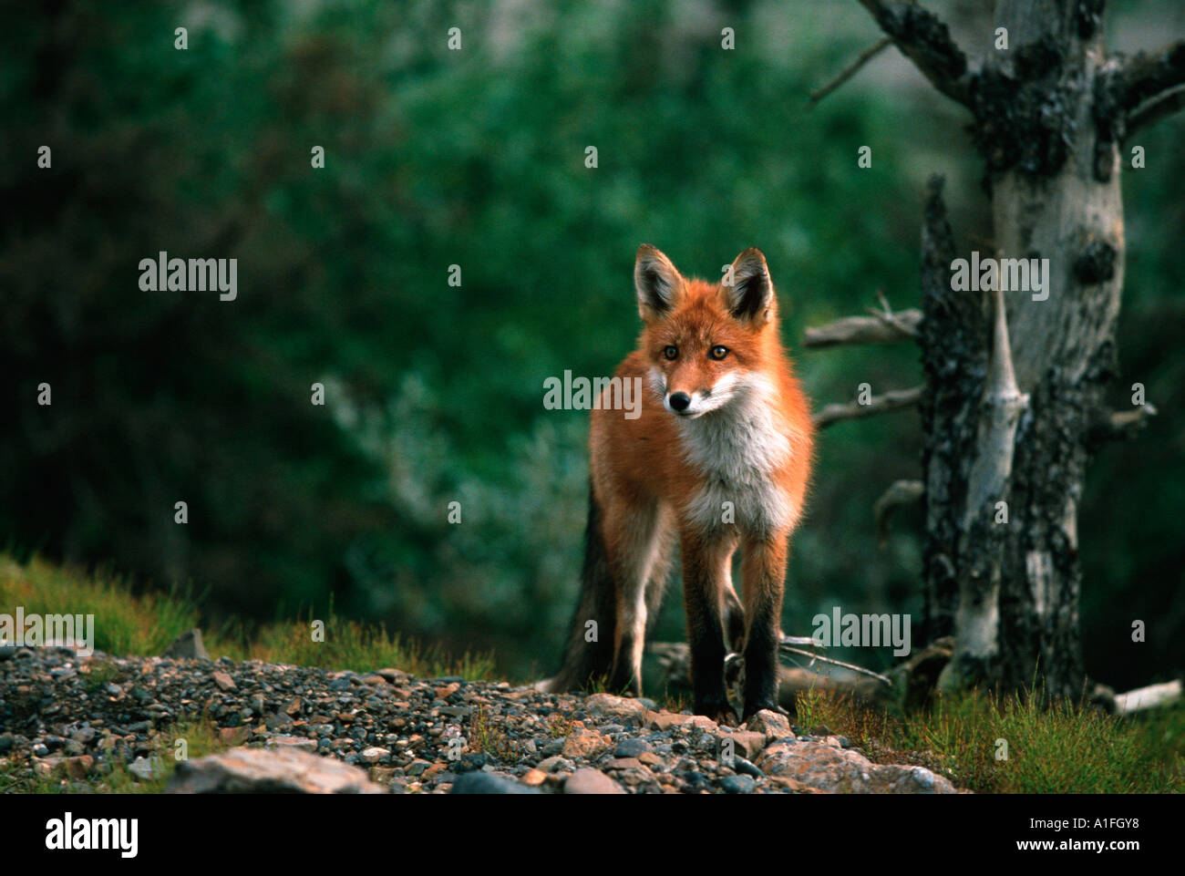 Red Fox in Denali National Park, Shot in the wild Stock Photo - Alamy