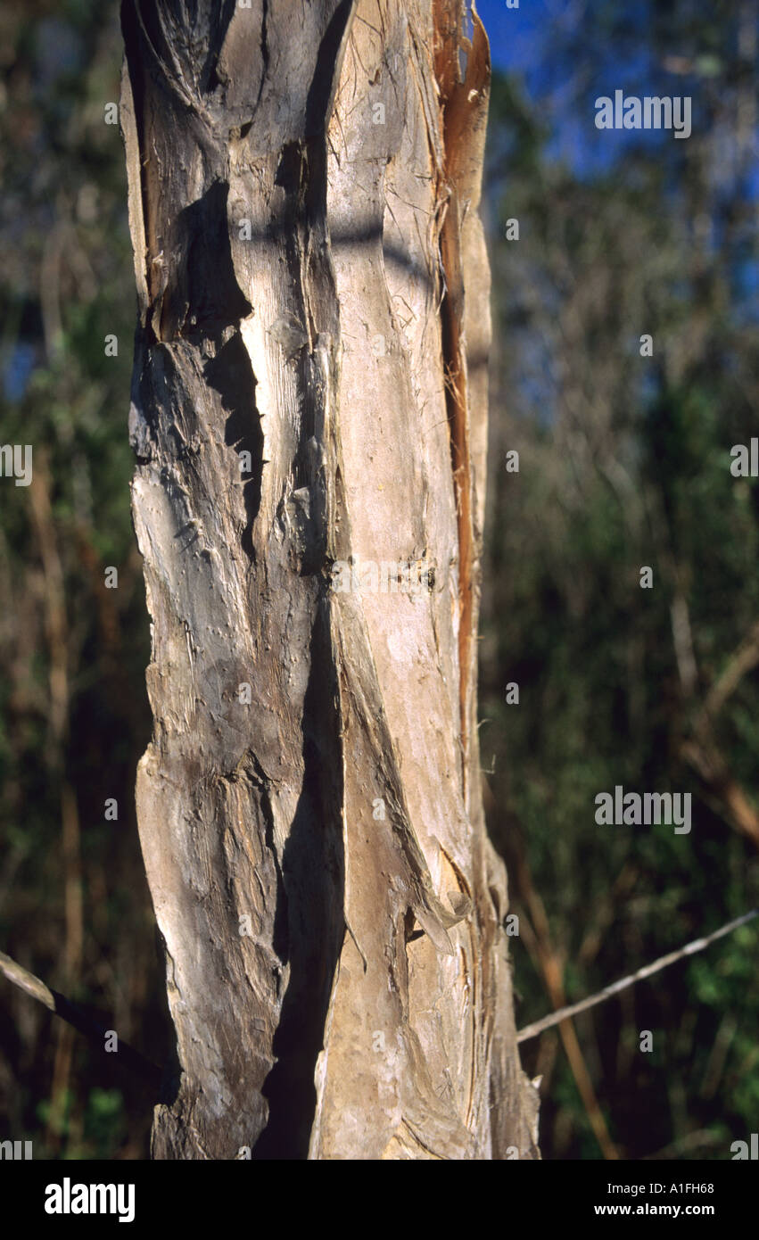 A close up view of paper bark on a melaleuca tree in Florida Stock ...