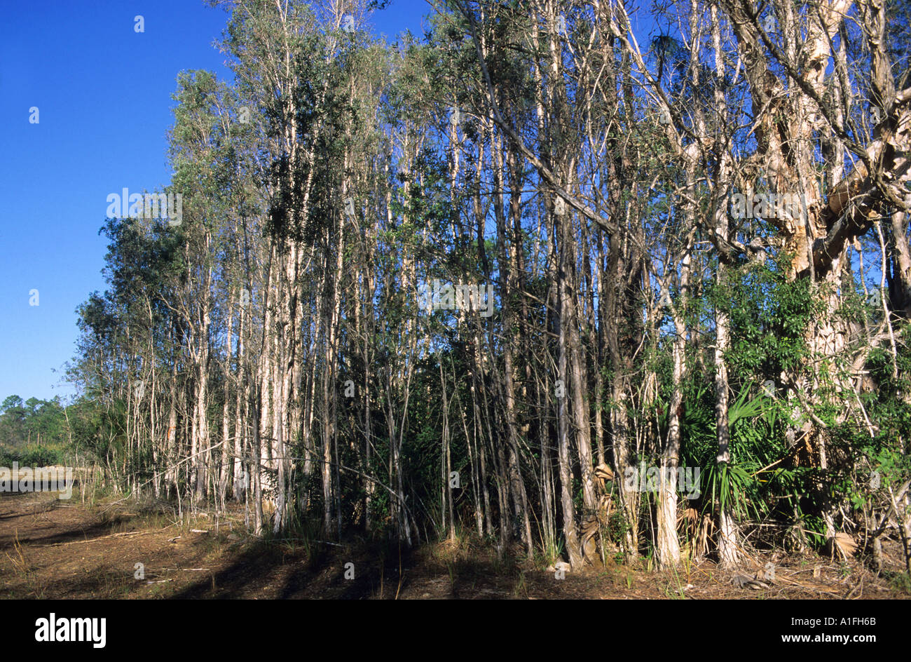 Punk tree hi-res stock photography and images - Alamy
