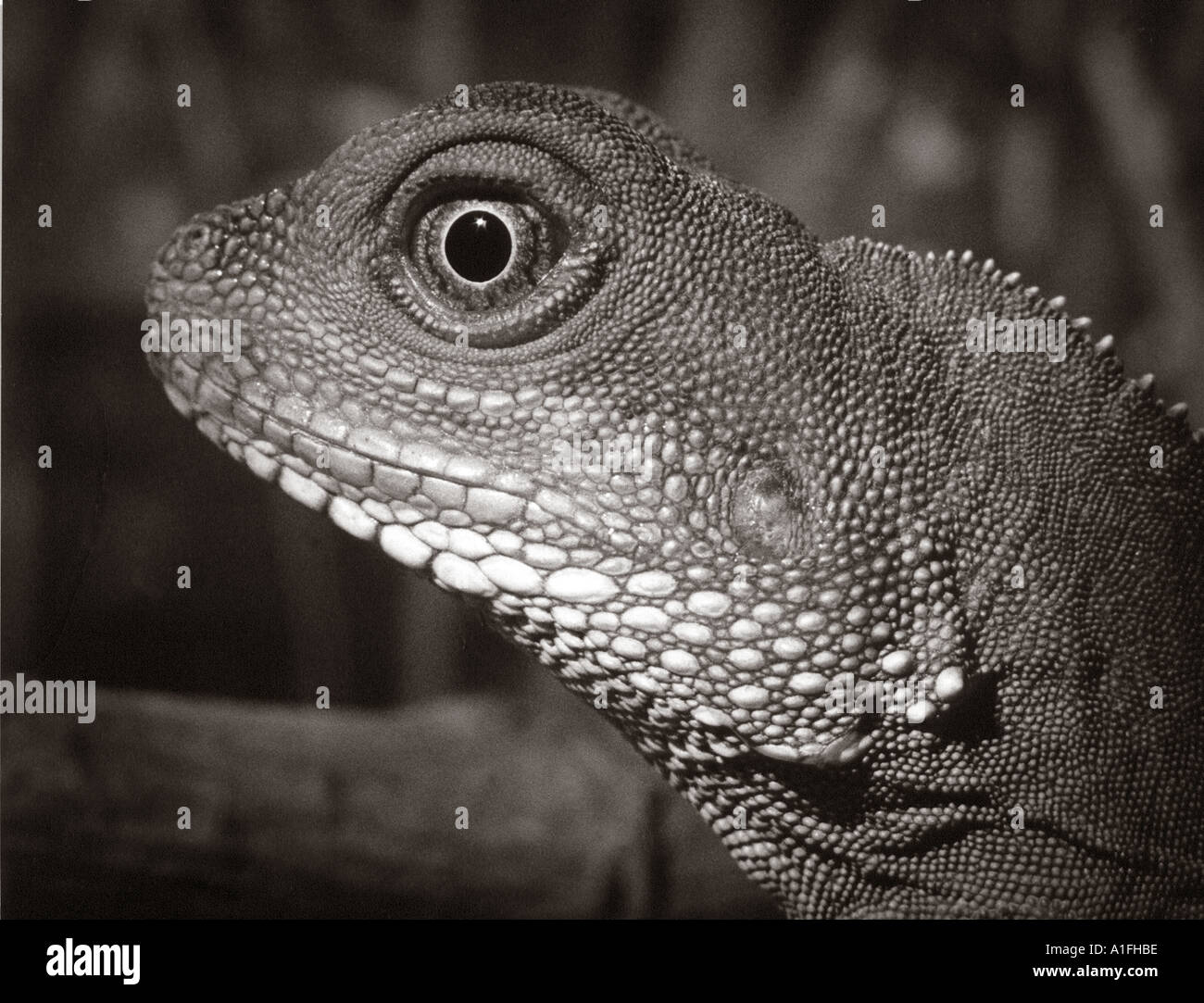 History head shot close up hi-res stock photography and images - Alamy