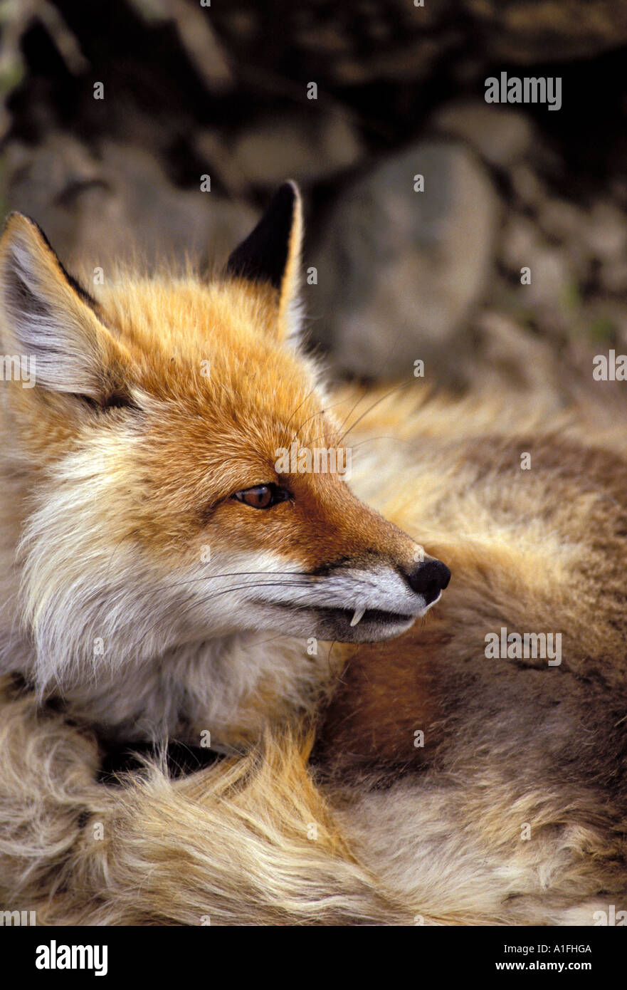 Red Fox in Denali National Park, Shot in the wild Stock Photo - Alamy