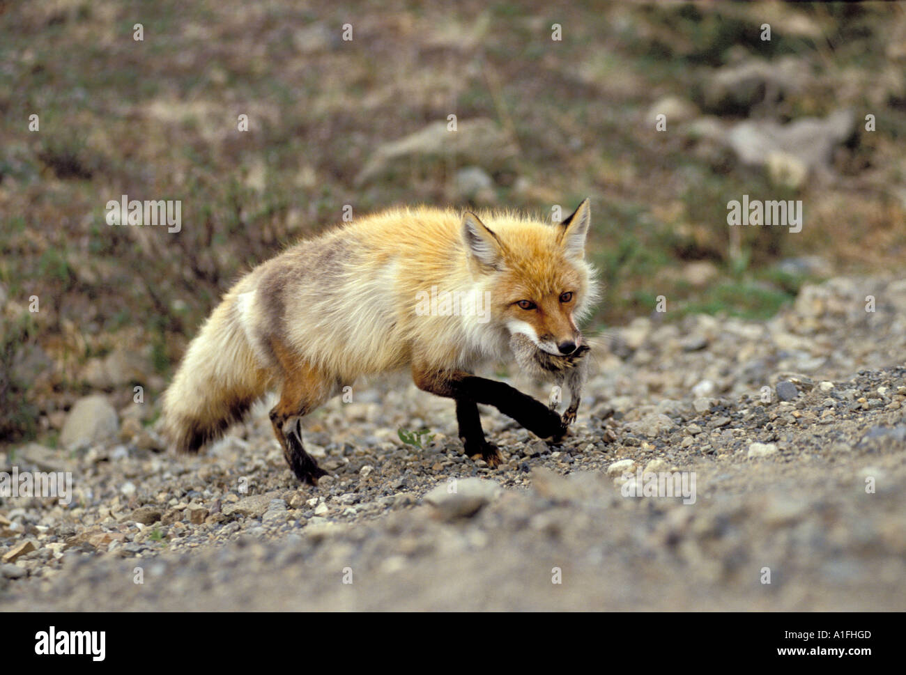 Red fox smart animal photo hi-res stock photography and images - Alamy