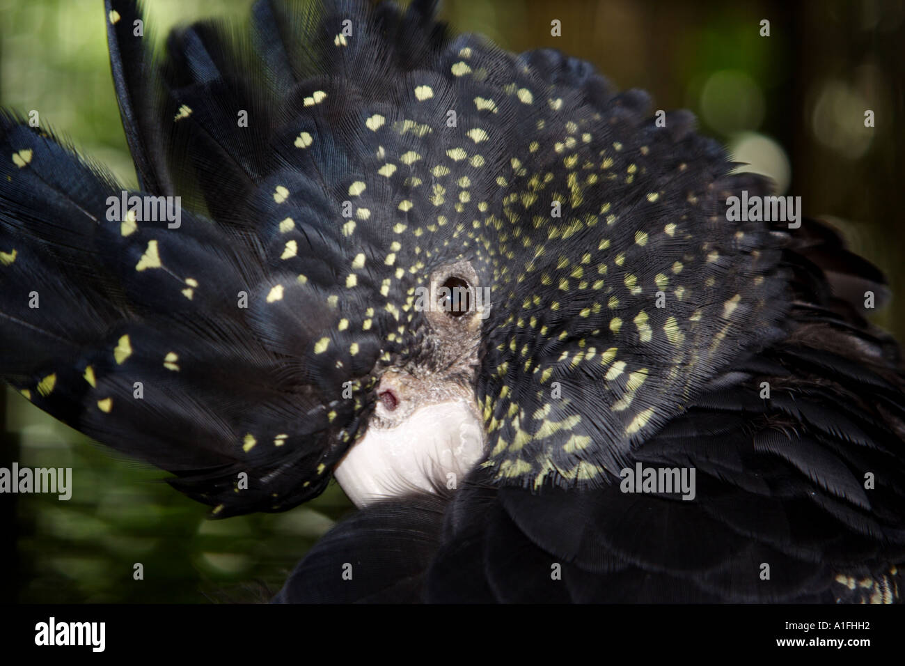 CLOSE UP OF BLACK COCKATOO HEAD Stock Photo - Alamy
