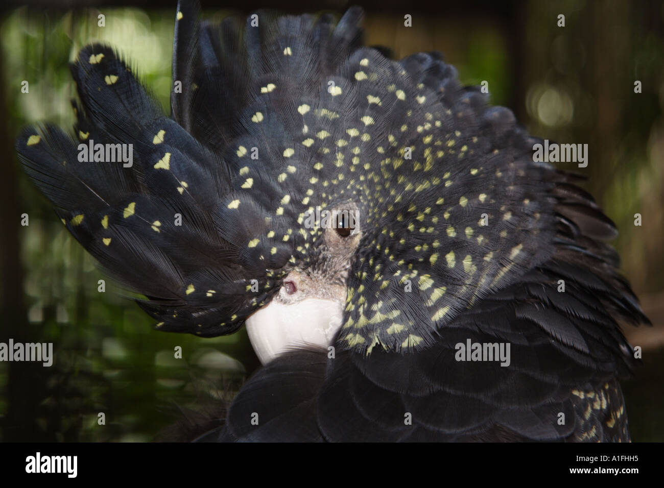 CLOSE UP OF BLACK COCKATOO HEAD Stock Photo - Alamy