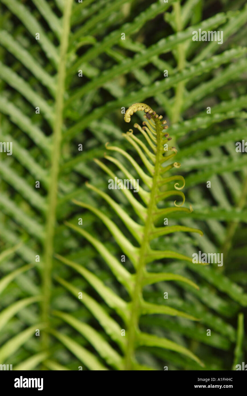 Vascular cryptogam hi-res stock photography and images - Alamy