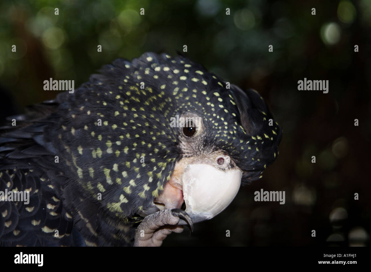 CLOSE UP OF BLACK COCKATOO HEAD Stock Photo - Alamy