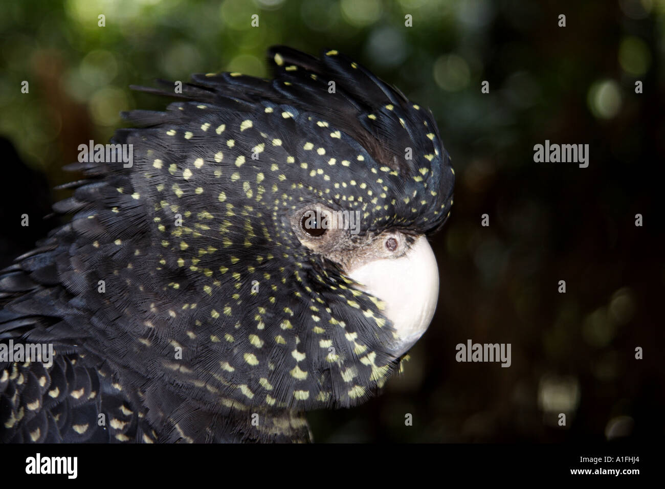 CLOSE UP OF BLACK COCKATOO HEAD Stock Photo - Alamy
