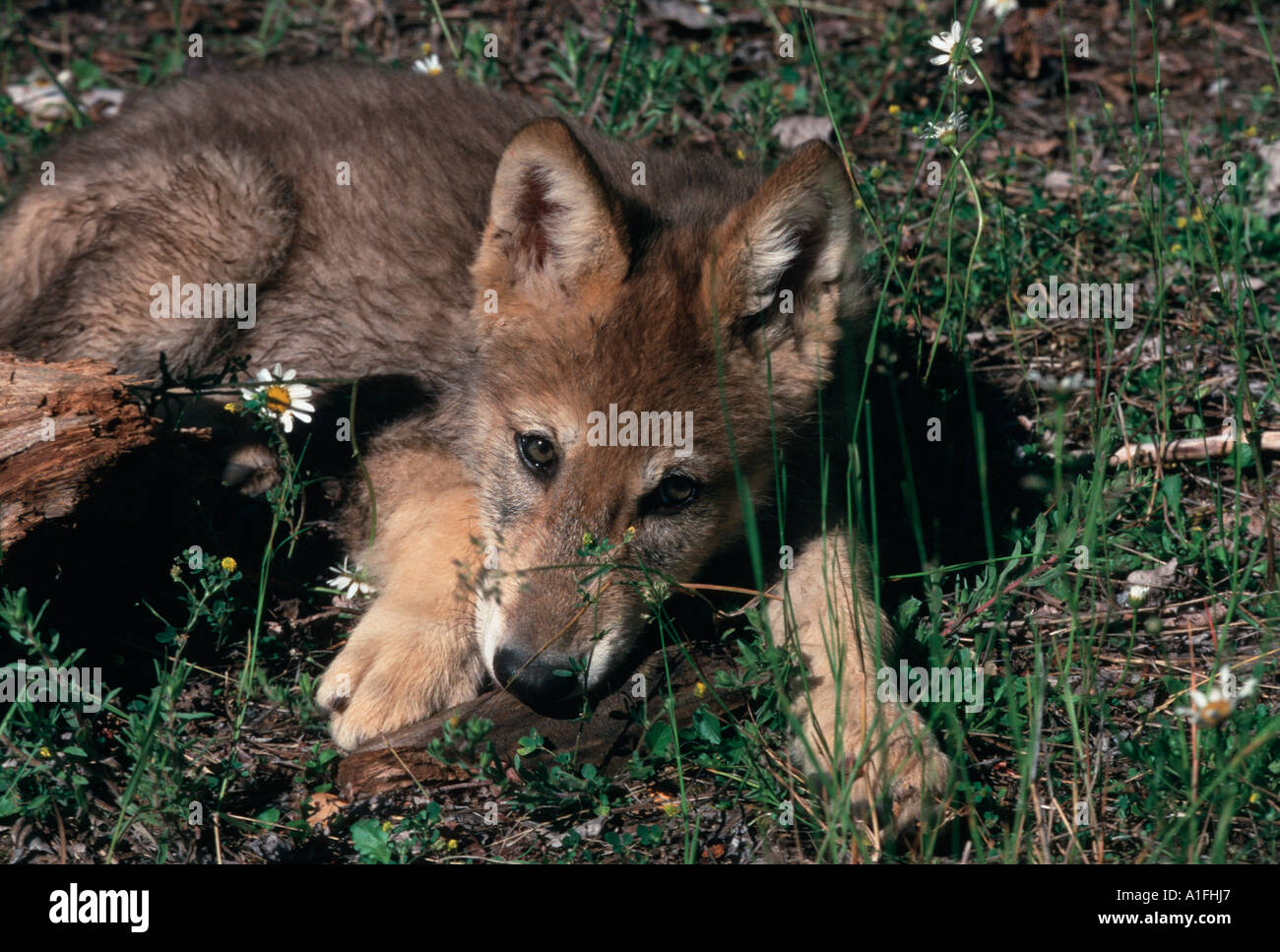 Gray Wolf movie star, captive, shot in enclosure in Montana Stock Photo ...