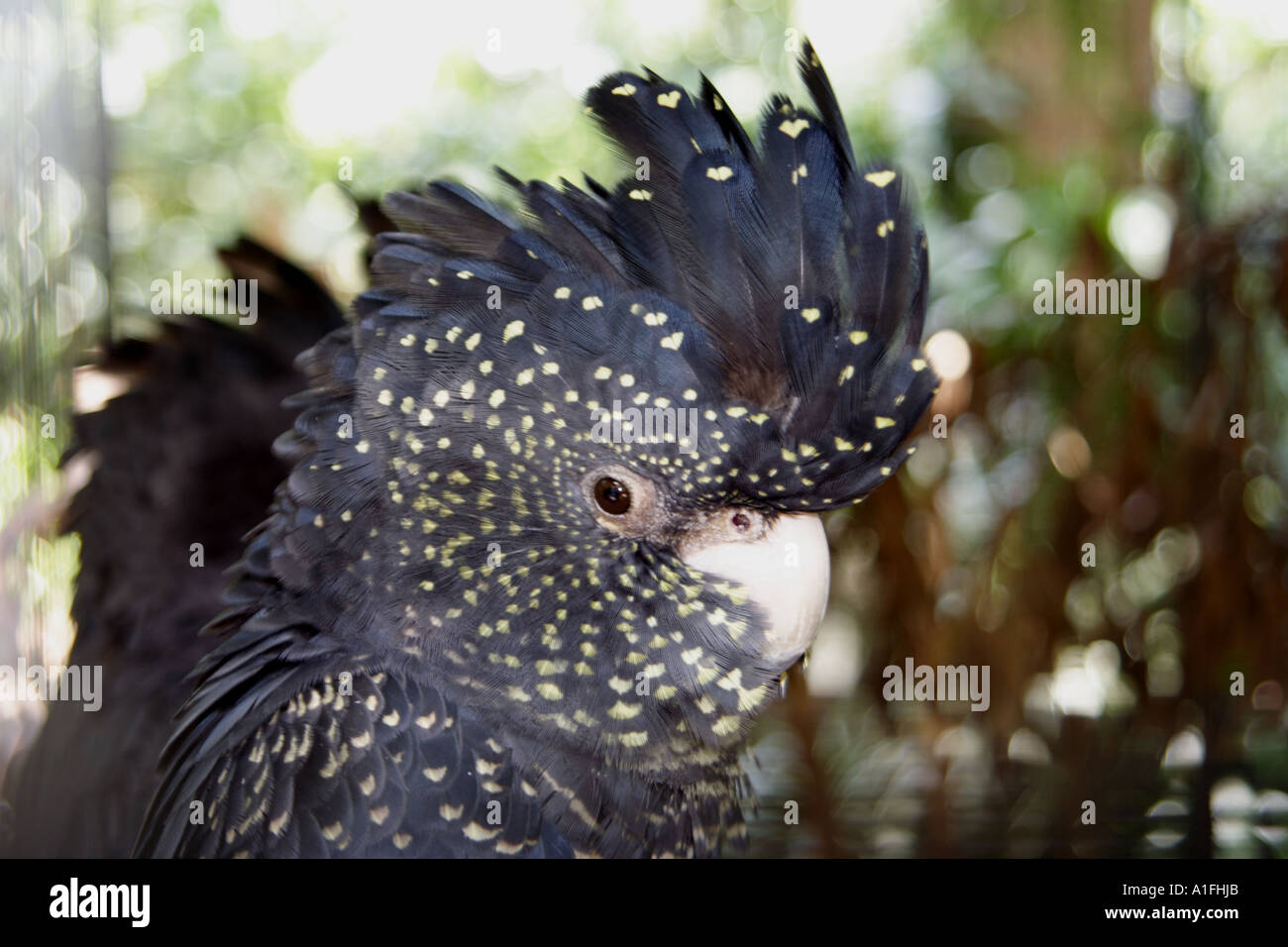 CLOSE UP OF BLACK COCKATOO HEAD Stock Photo - Alamy