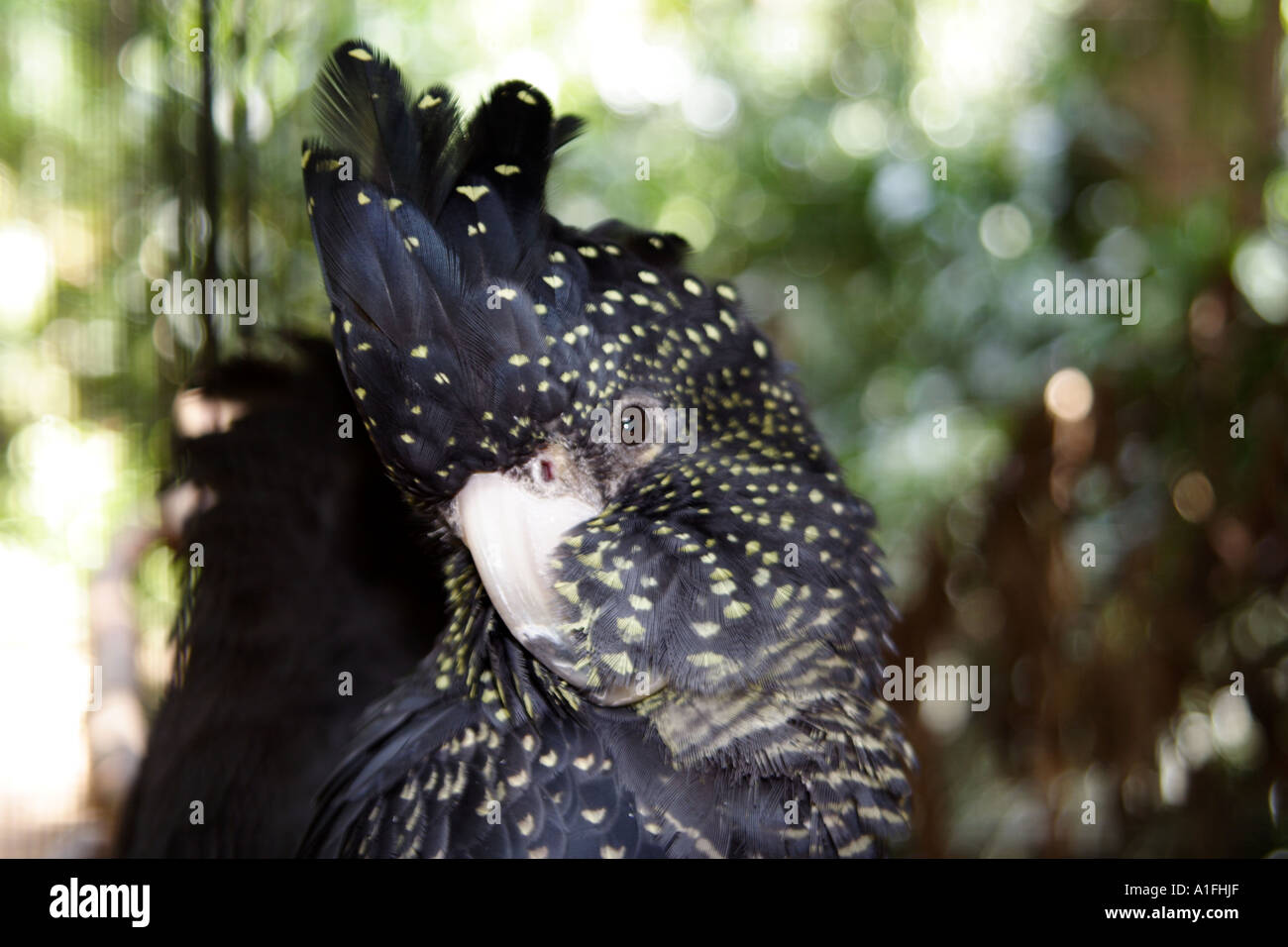 CLOSE UP OF BLACK COCKATOO HEAD Stock Photo - Alamy