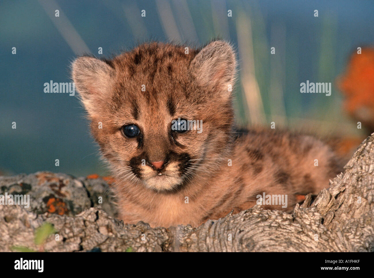 Puma climbing hi-res stock photography and images - Alamy
