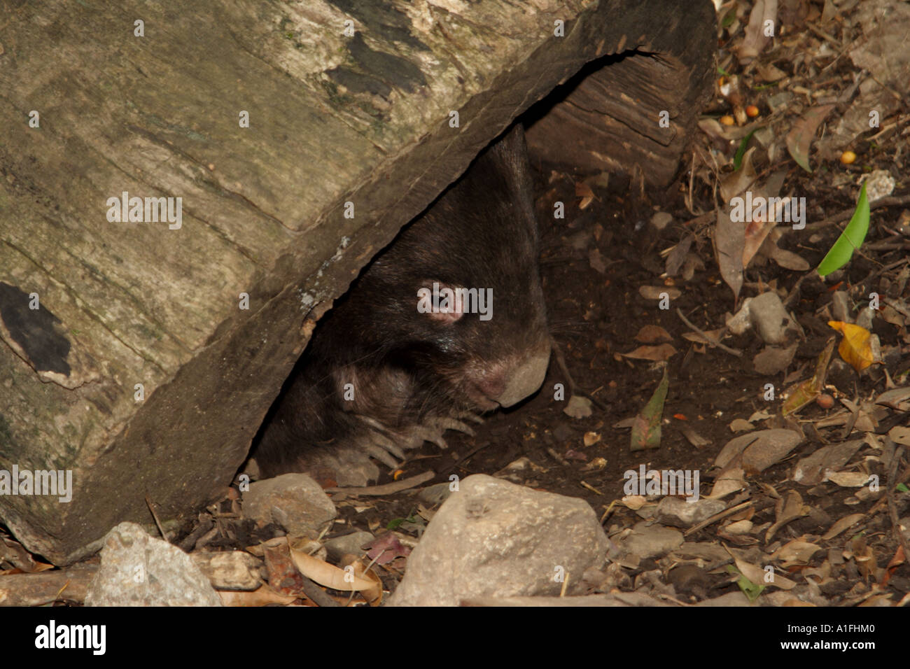 The big wombat hi-res stock photography and images - Alamy
