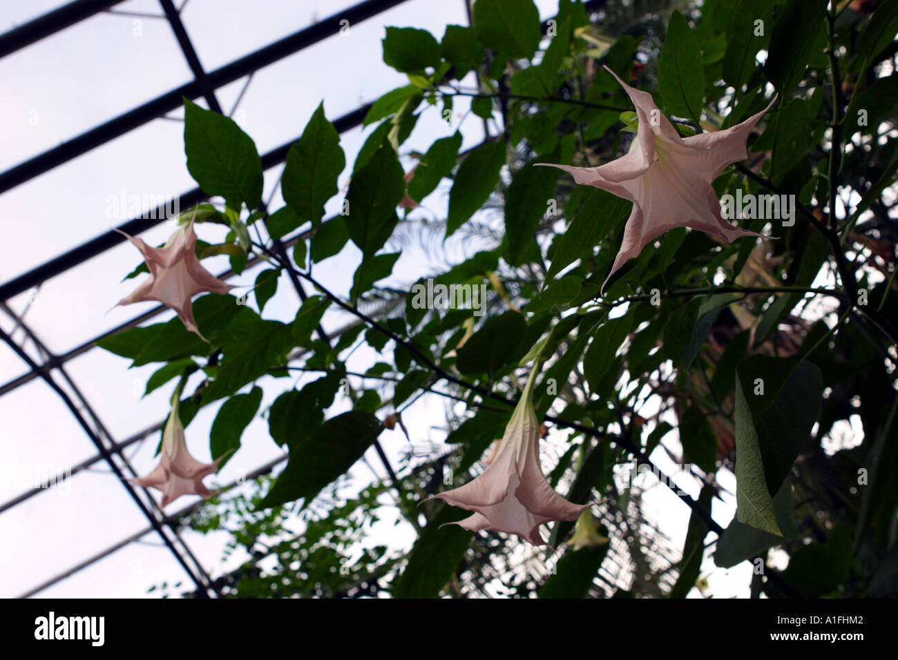 Lamiids hi-res stock photography and images - Alamy