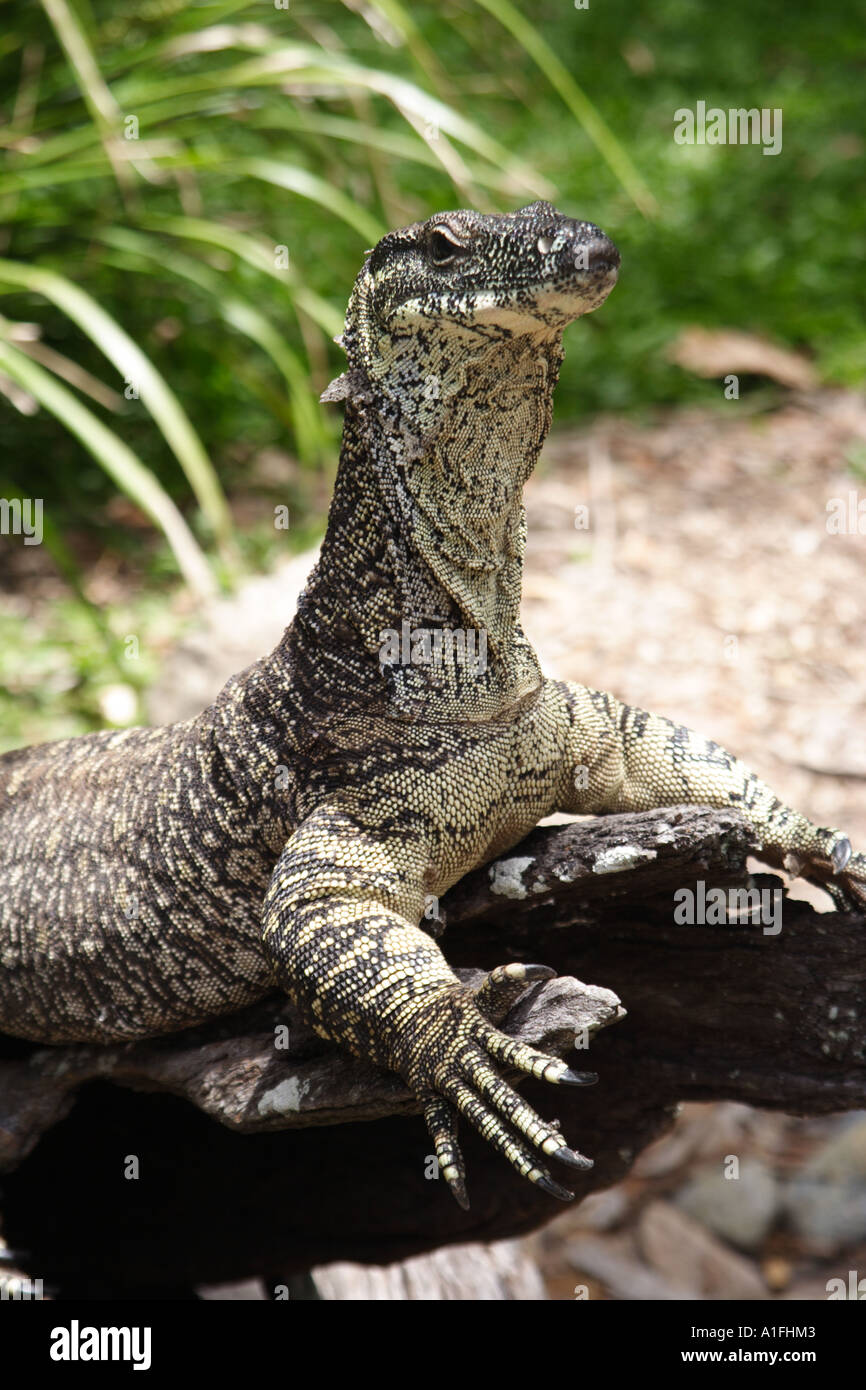 LACE MONITOR LIZARD VARANUS VARIUS SQUAMATA SAURIA VARANIDAE Stock ...