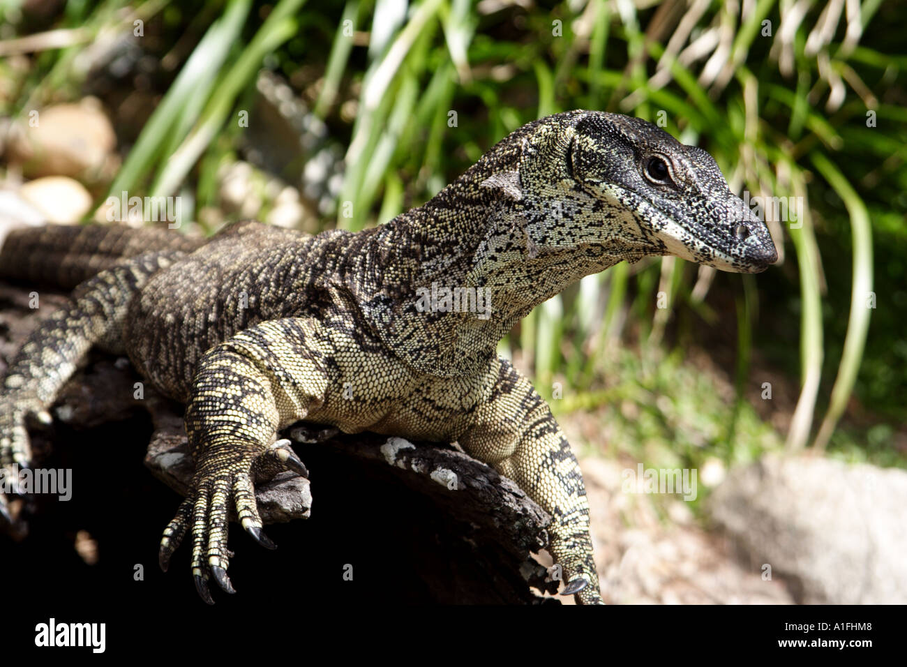 LACE MONITOR LIZARD VARANUS VARIUS SQUAMATA SAURIA VARANIDAE Stock Photo - Alamy