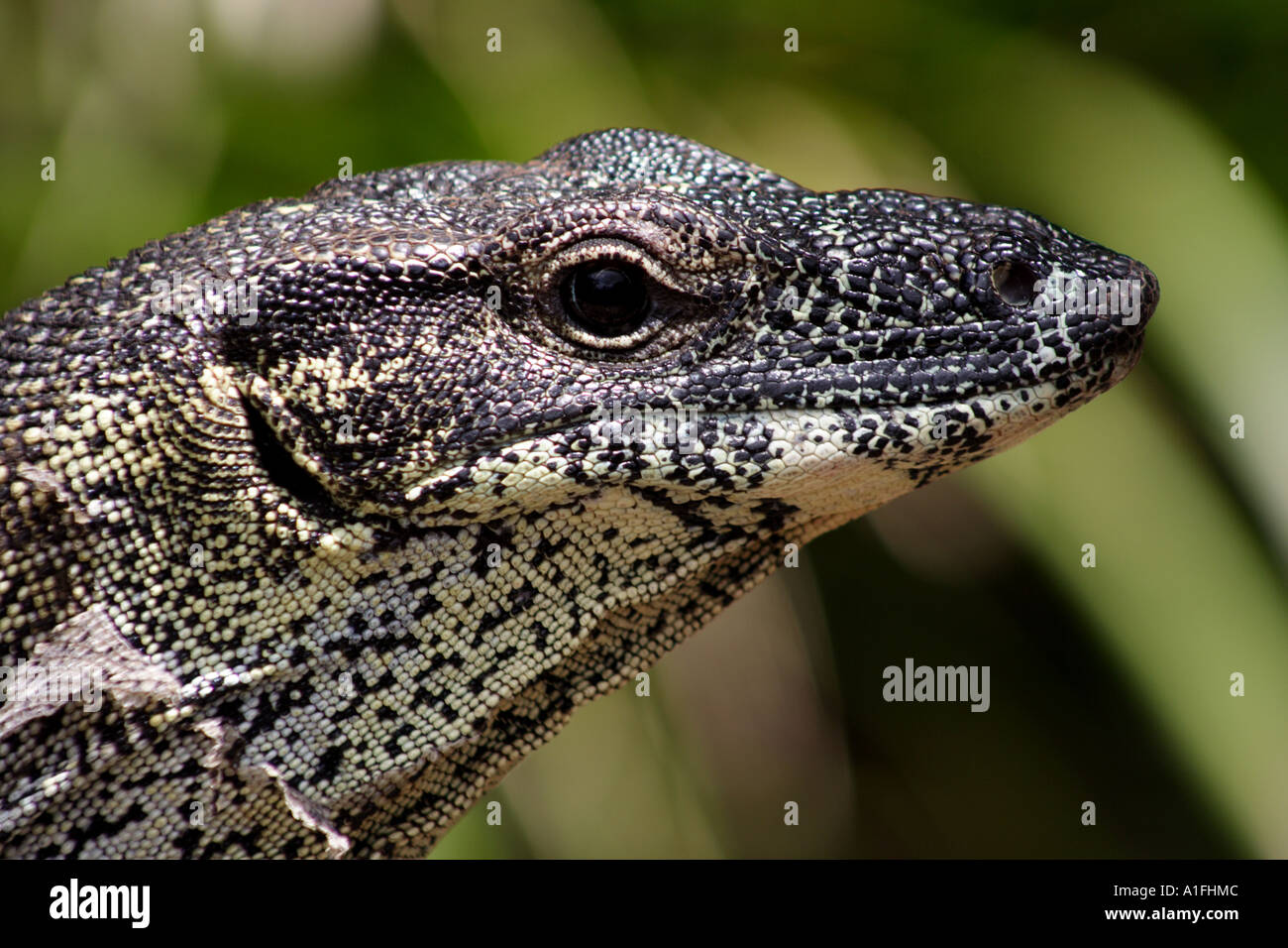 LACE MONITOR LIZARD VARANUS VARIUS SQUAMATA SAURIA VARANIDAE Stock ...