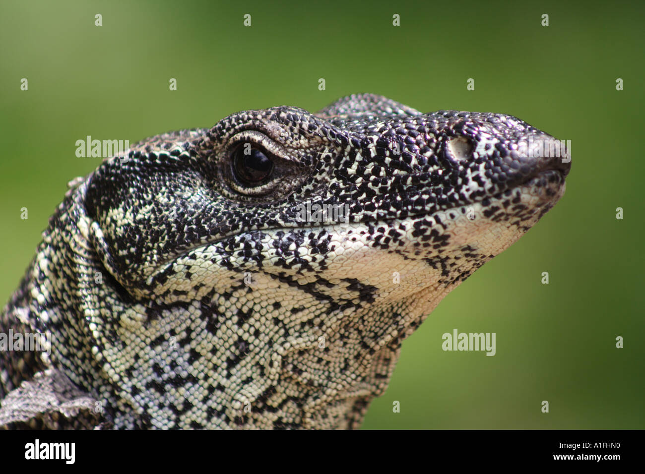LACE MONITOR LIZARD VARANUS VARIUS SQUAMATA SAURIA VARANIDAE Stock ...