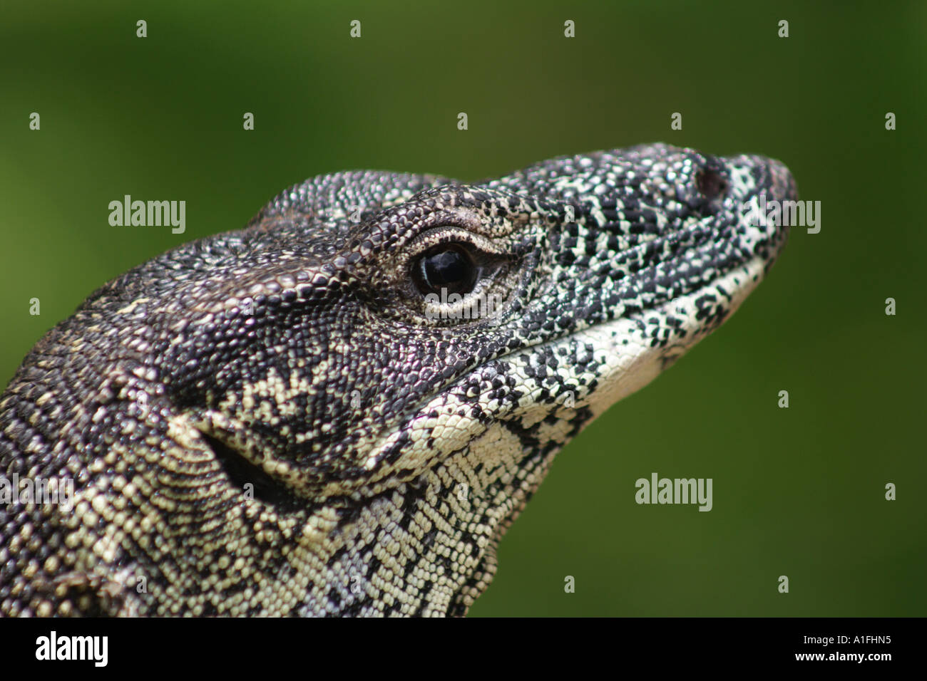LACE MONITOR LIZARD VARANUS VARIUS SQUAMATA SAURIA VARANIDAE Stock ...