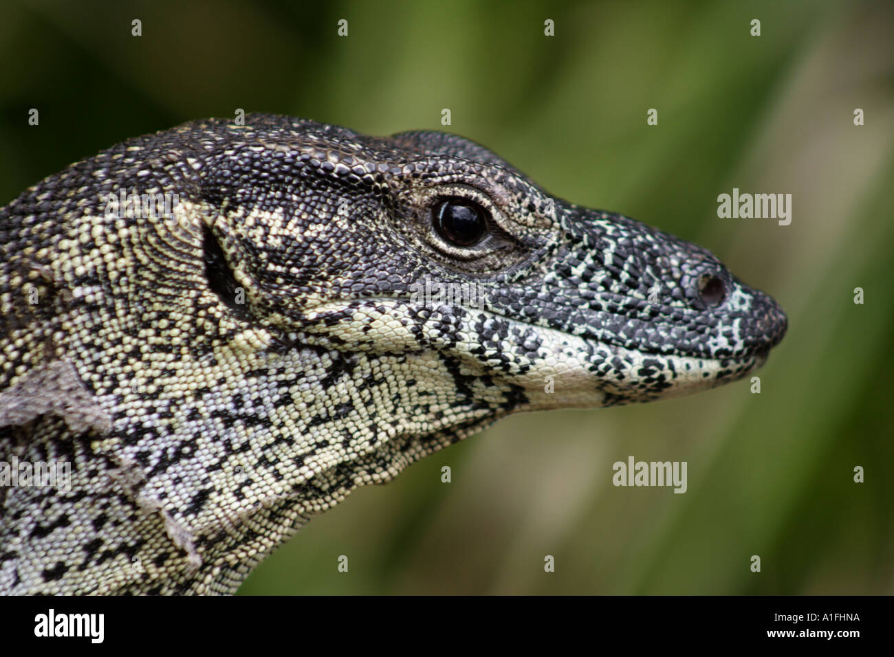 LACE MONITOR LIZARD VARANUS VARIUS SQUAMATA SAURIA VARANIDAE Stock ...
