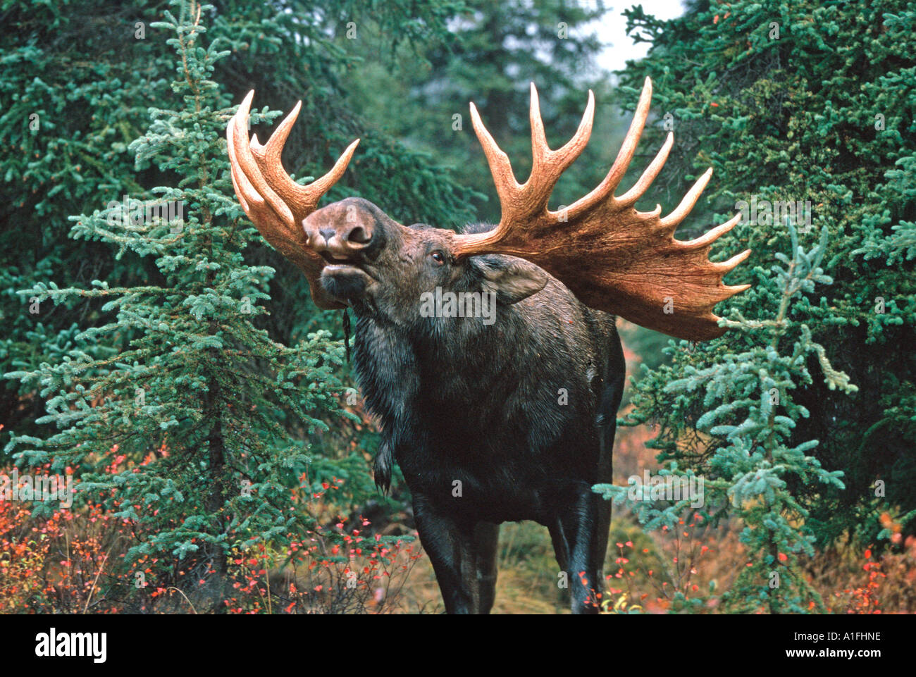 Bull moose denali national park hi-res stock photography and images - Alamy