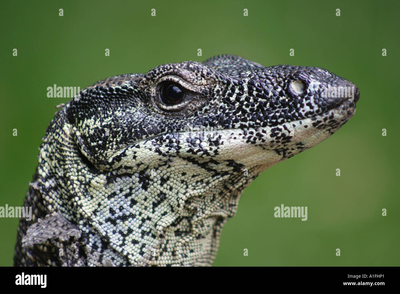 LACE MONITOR LIZARD VARANUS VARIUS SQUAMATA SAURIA VARANIDAE Stock ...