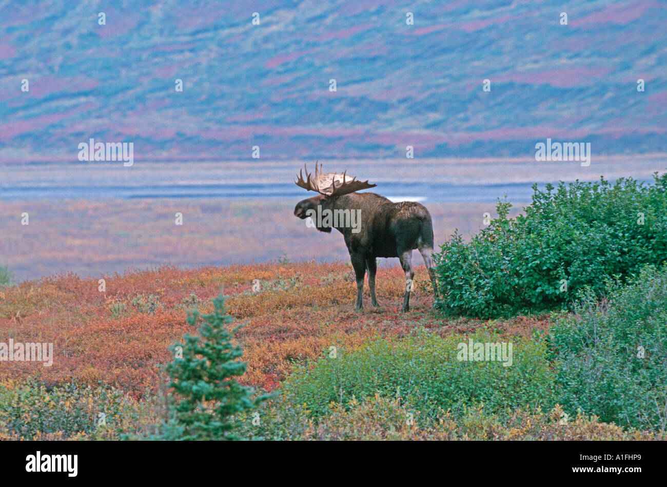 Alaskan Moose in Denali National Park Stock Photo - Alamy