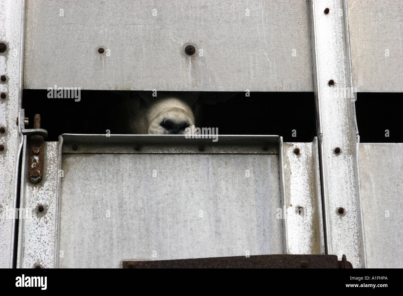Truck transporting cattle hi-res stock photography and images - Alamy