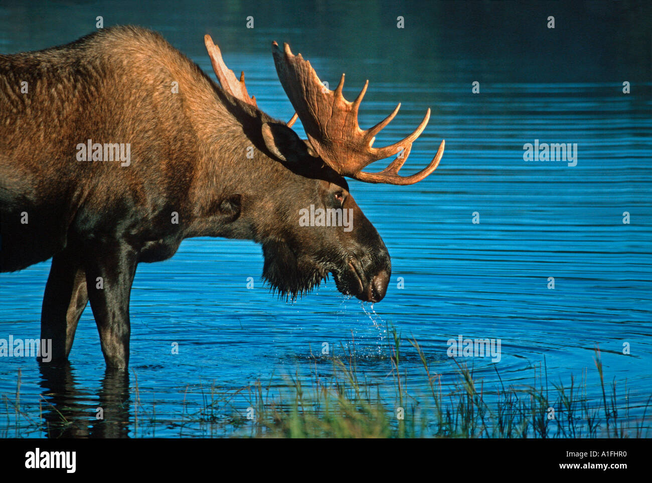 Alaskan moose hi-res stock photography and images - Alamy