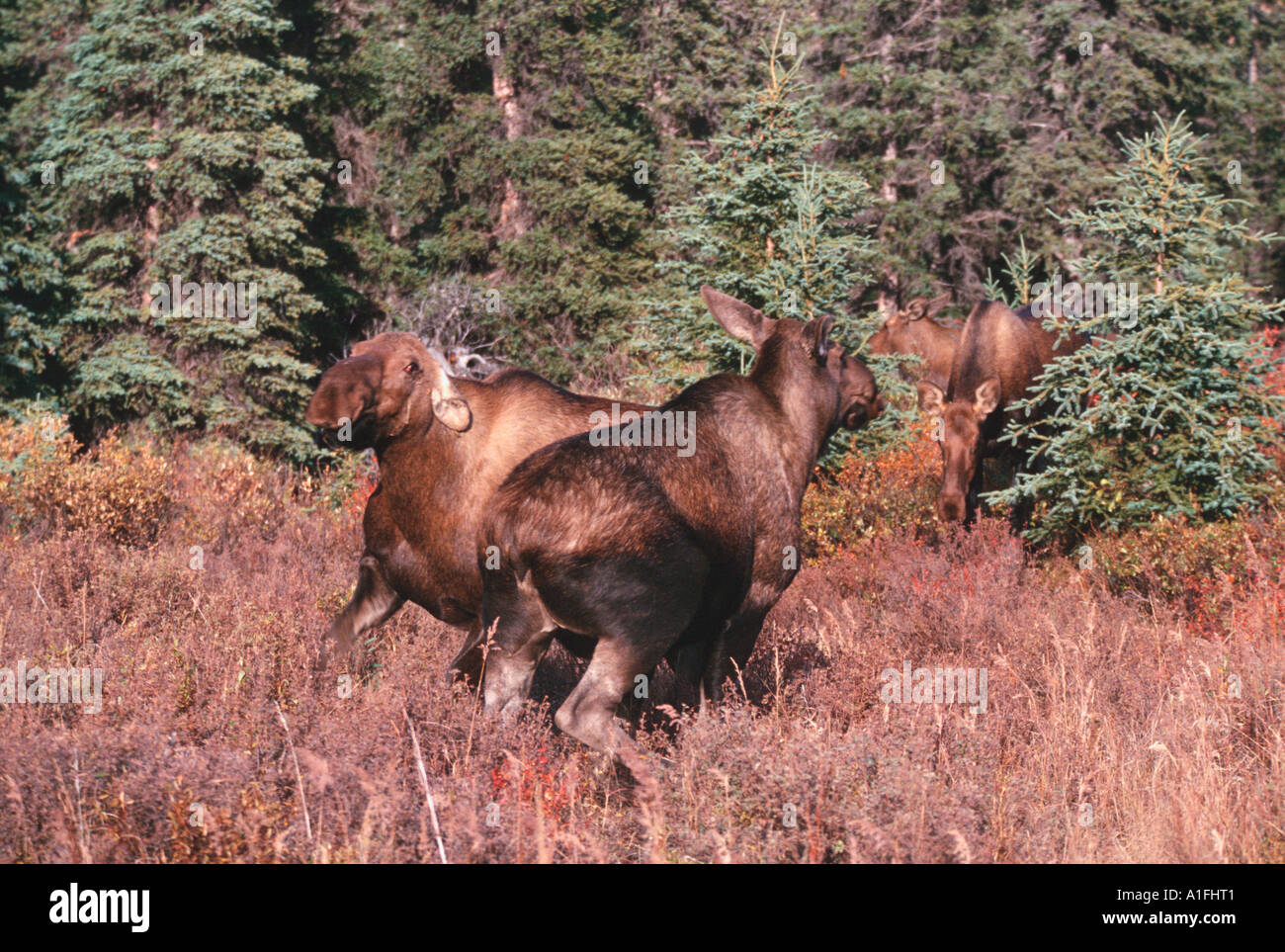 Alaskan bull moose shot in hi-res stock photography and images - Alamy