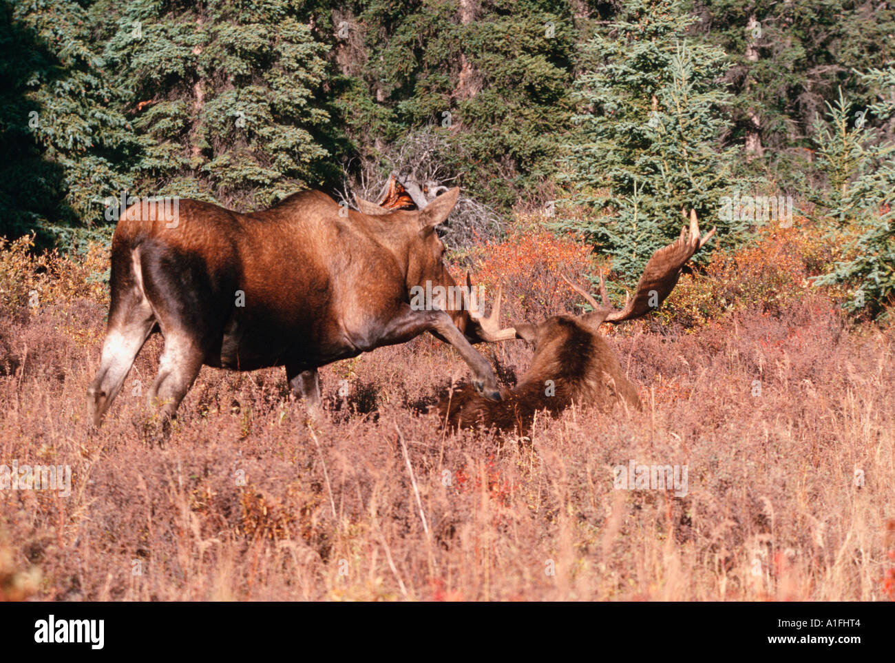 Alaskan bull moose shot in hi-res stock photography and images - Alamy