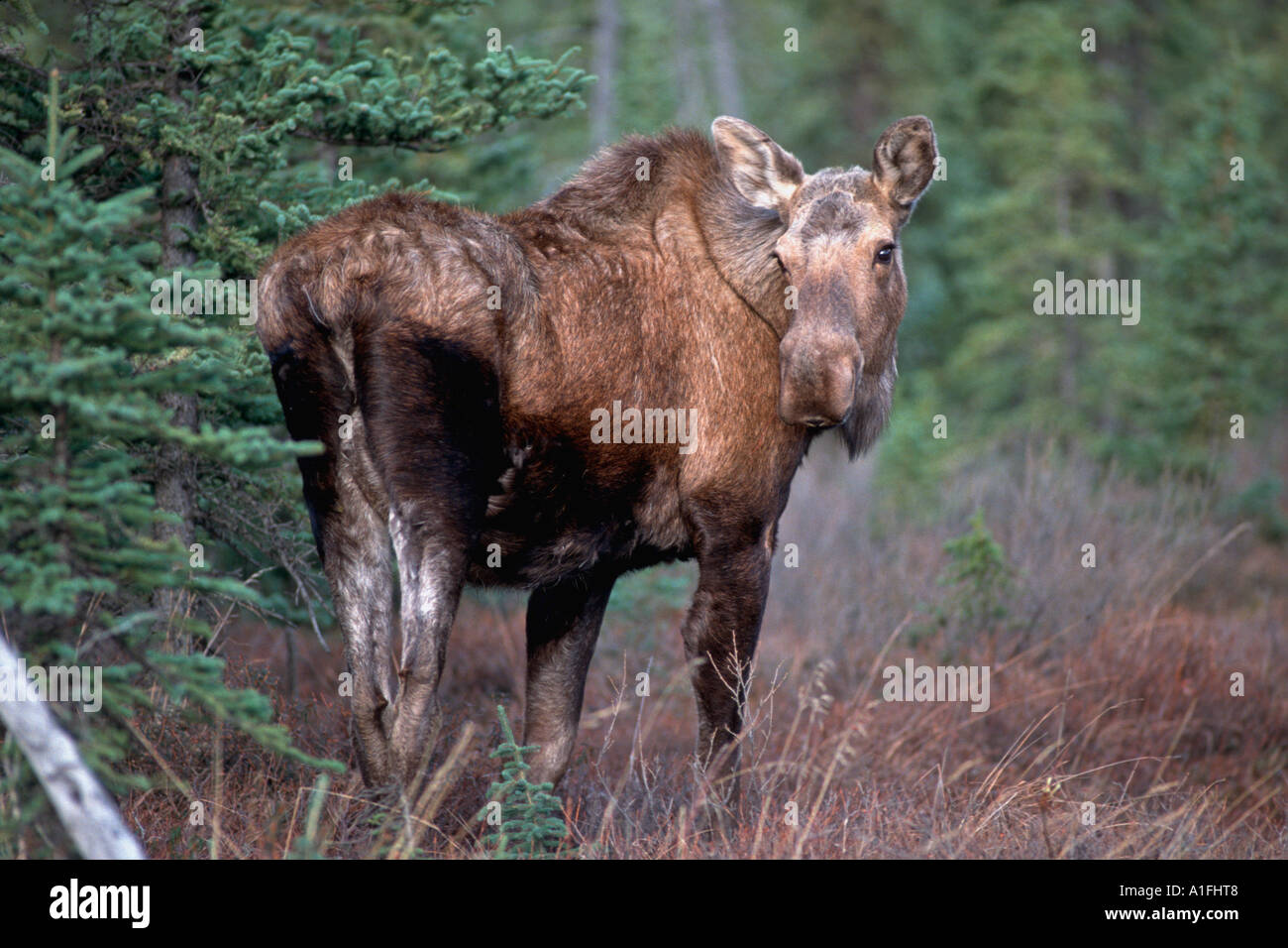 Alaskan Cow Moose, Shot in the wild Stock Photo - Alamy