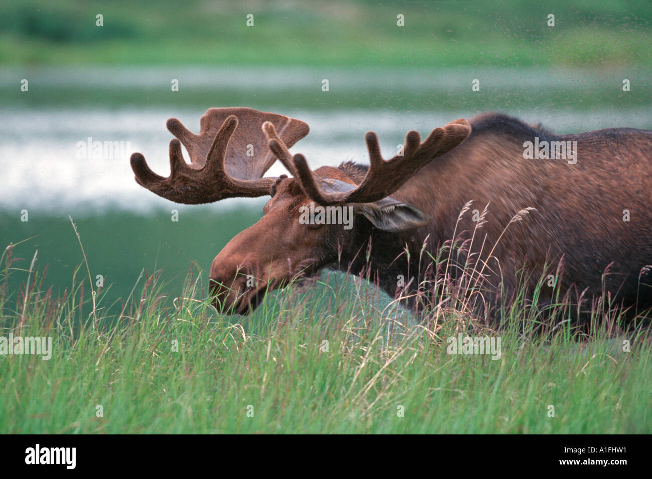 Alaskan Bull Moose, Shot in the wild Stock Photo - Alamy