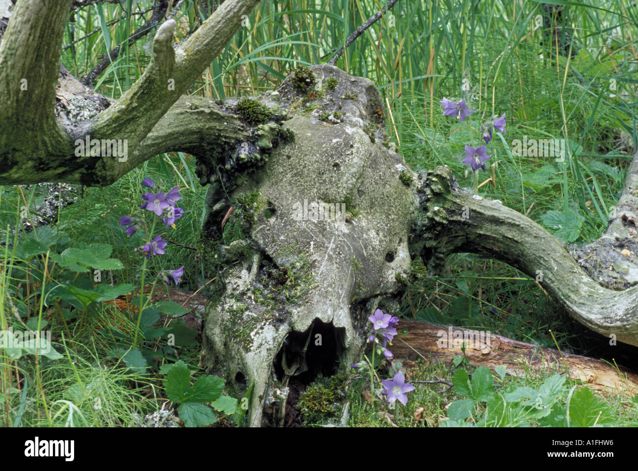 Alaskan Moose skull in Katmaii National Park Stock Photo - Alamy
