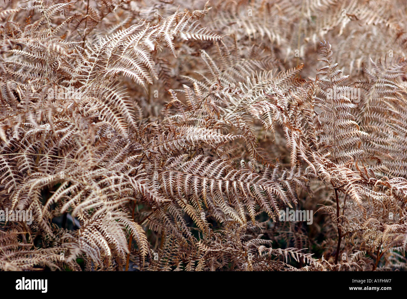 Filicales hi-res stock photography and images - Alamy