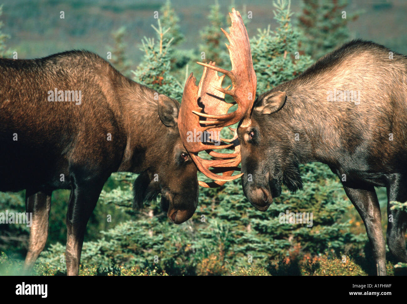 Alaskan Bull Moose, Shot in the wild Stock Photo - Alamy