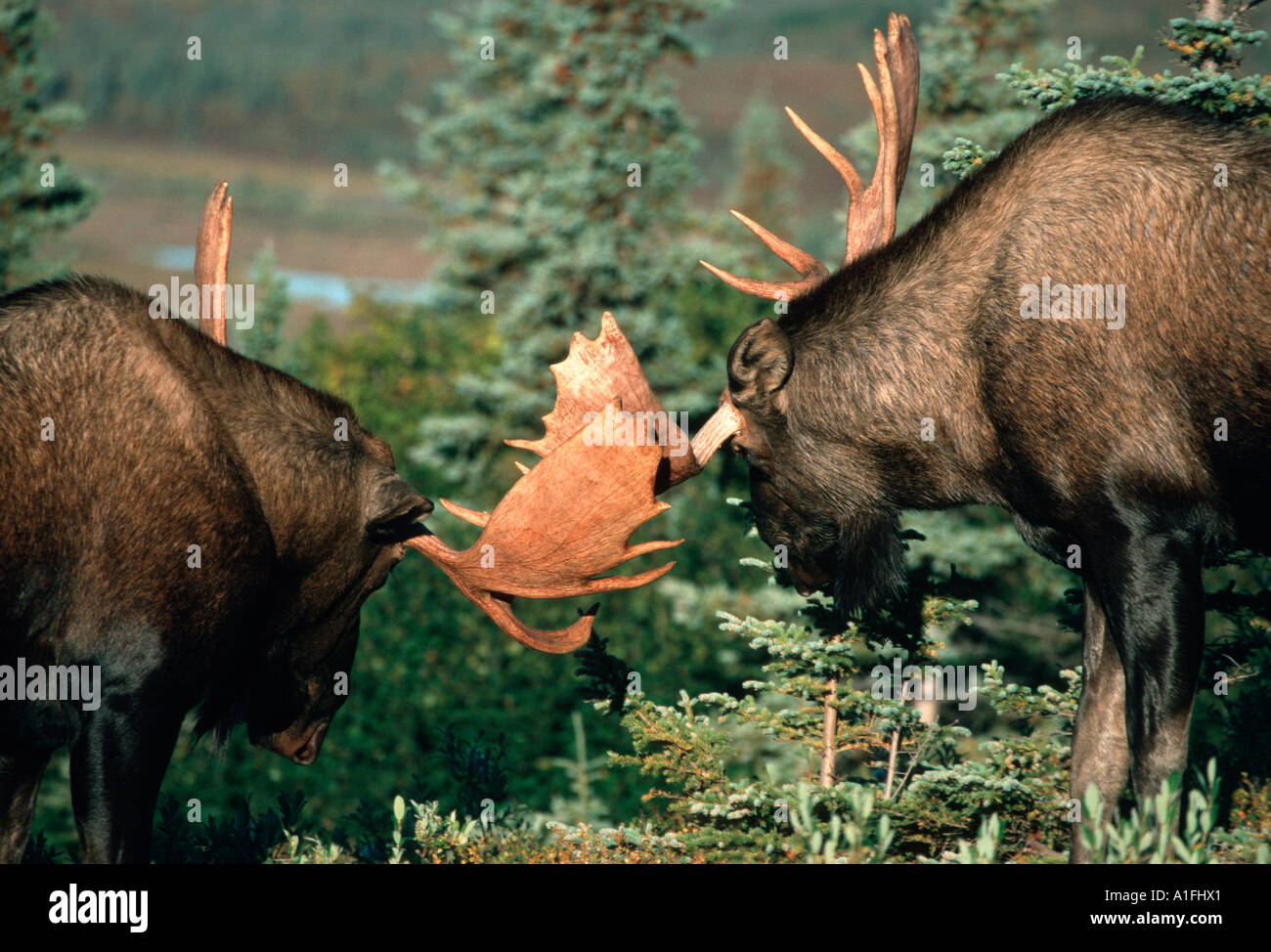 Alaskan Bull Moose, Shot in the wild Stock Photo - Alamy