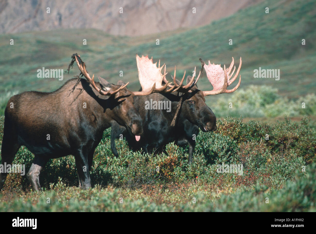 Alaskan Bull Moose, Shot in the wild Stock Photo - Alamy