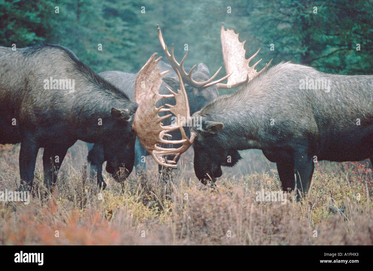 Alaskan Bull Moose, Shot in the wild Stock Photo - Alamy