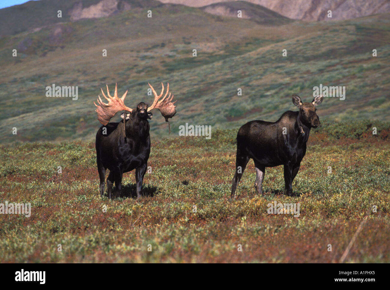 Alaskan Bull Moose, Shot in the wild Stock Photo - Alamy