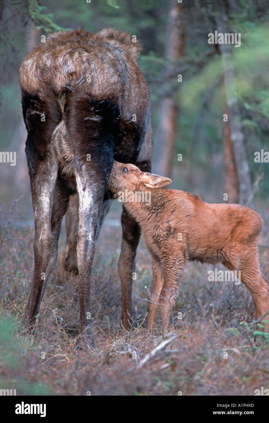 Alaskan Cow and Calf Moose, Shot in the wild Stock Photo - Alamy