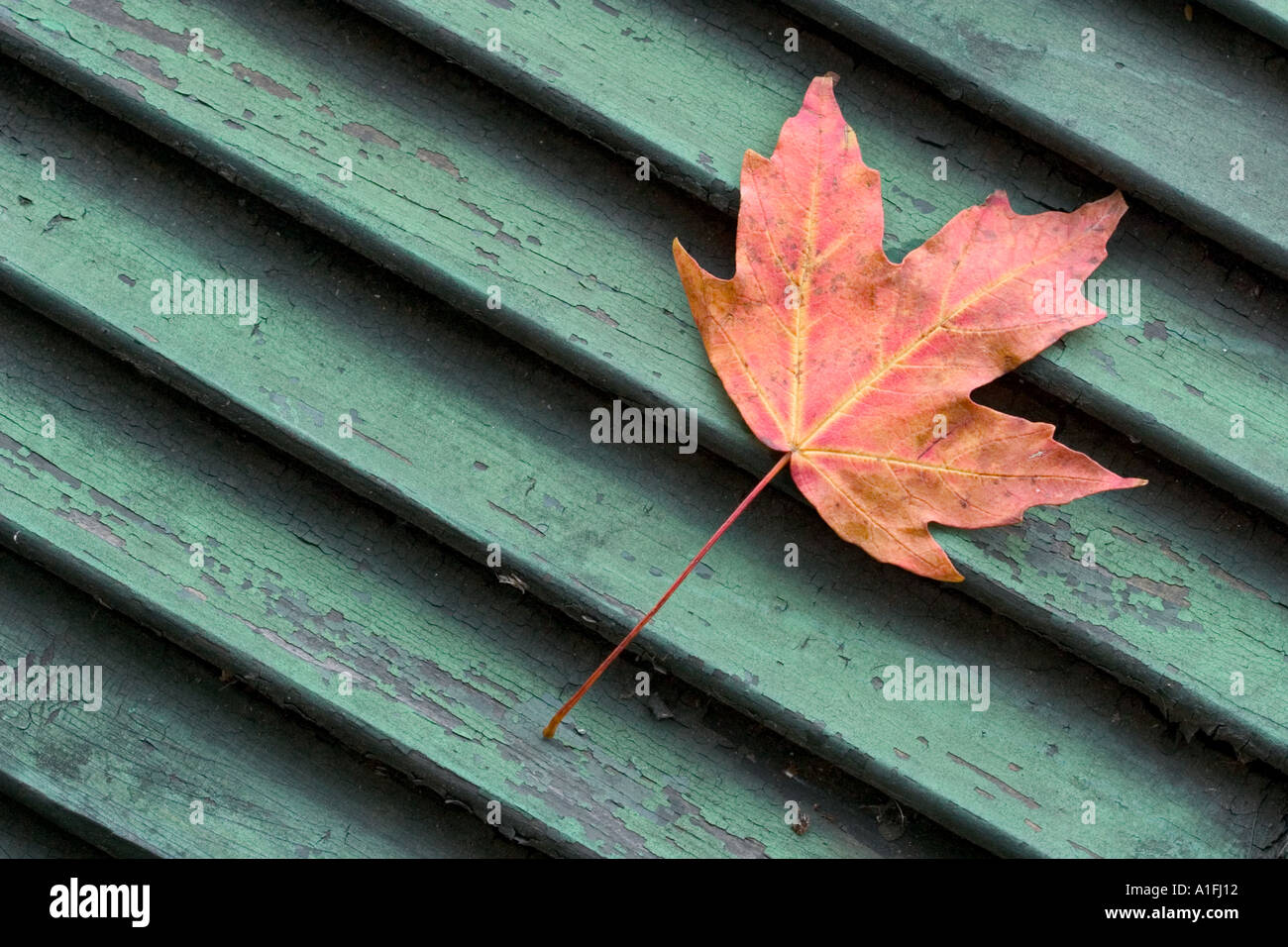 Maple Leaf On Shutter Stock Photo - Alamy