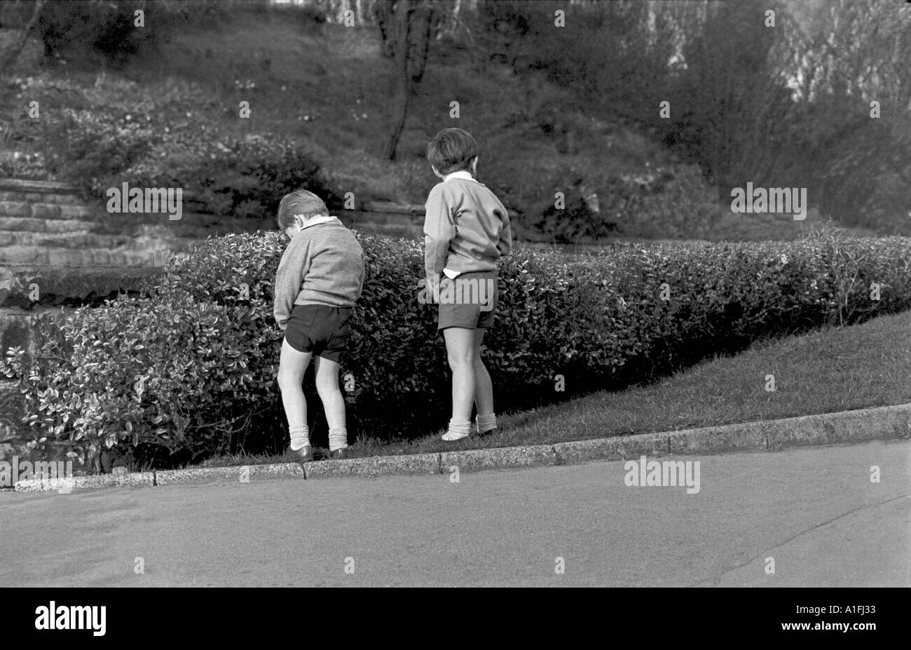Two young boys having a wee against a hedge in Scarborough North ... Two young boys having a wee against a hedge in Scarborough North ...